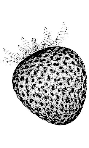 3D Shapes and Trimesh — py5 documentation